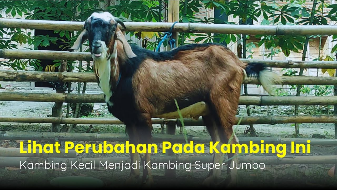 KAMBING KURUS JADI GEMUK?! TRIK MEMBUAT KAMBING MENJADI GEMUK SUPER ...