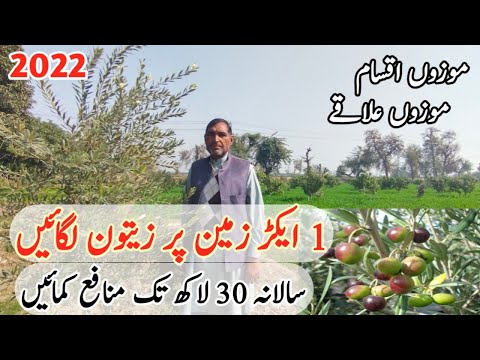 How to Start Olive Farming 2022 | Zaitoon ki Kashat | Plantation | Business Khulasa |