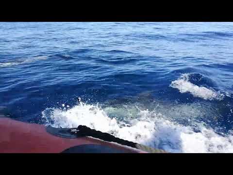 Delfine - Dolphins @ Sagres, Portugal, 30.10.2017