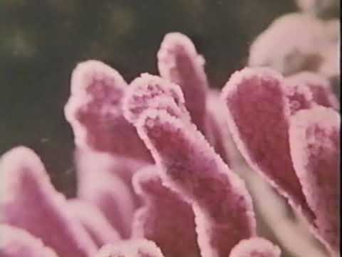 The Great Barrier Reef (1992)