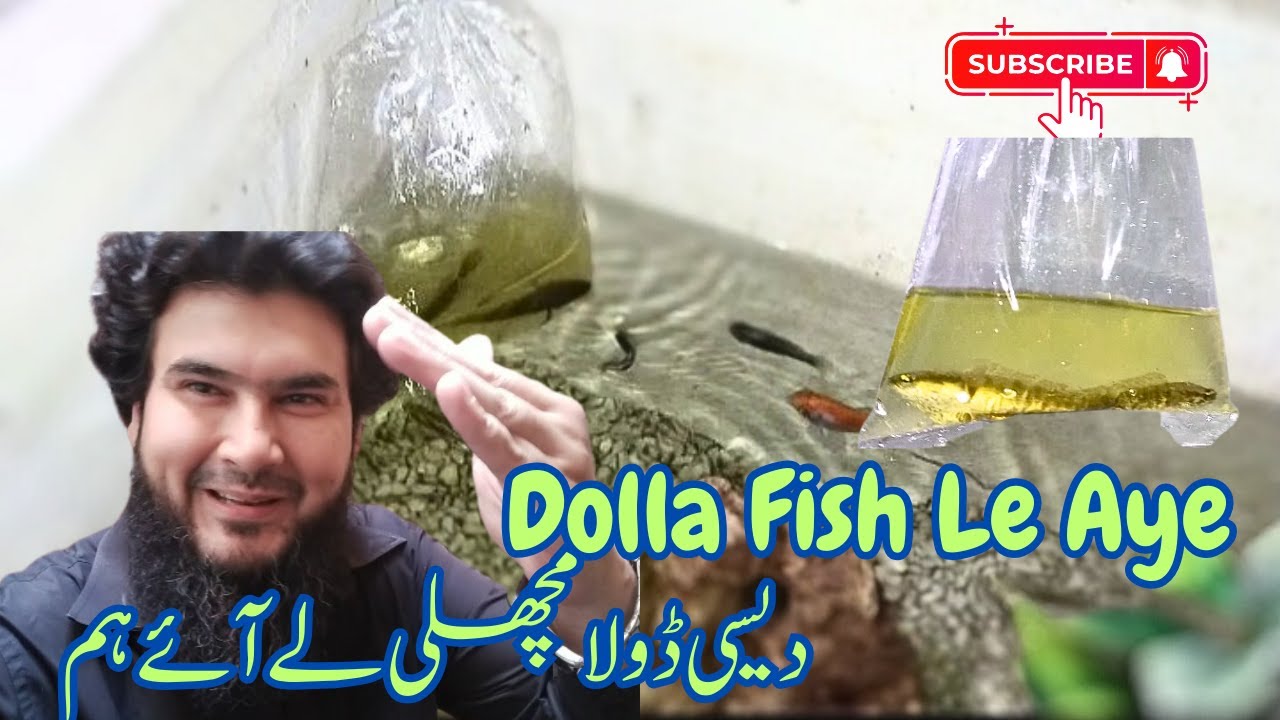 New fish for home aquarium || Dolla Fish || aquarium 4k - YouTube