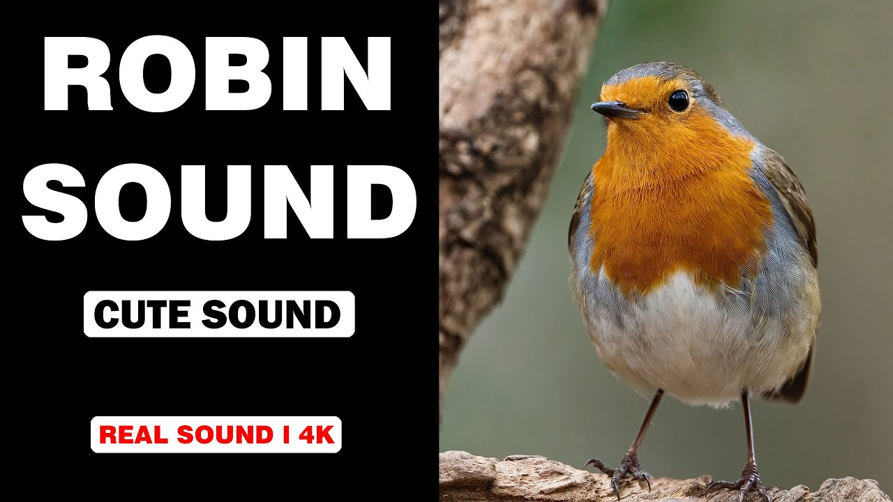 Real European Robin Sounds | High Quality | Cute Robin Bird Singing ...