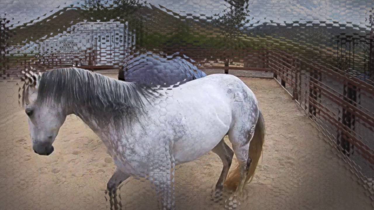 A Fly’s Eye View | Professional’s Choice Equine Fly Control | Jeffers ...