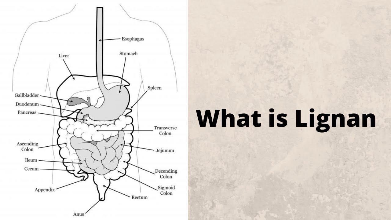 What is Lignan - YouTube