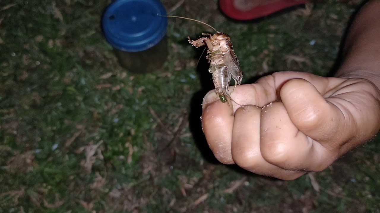 Hunting in Night | Cricket insect | Tribal Lifestyle Indian - YouTube