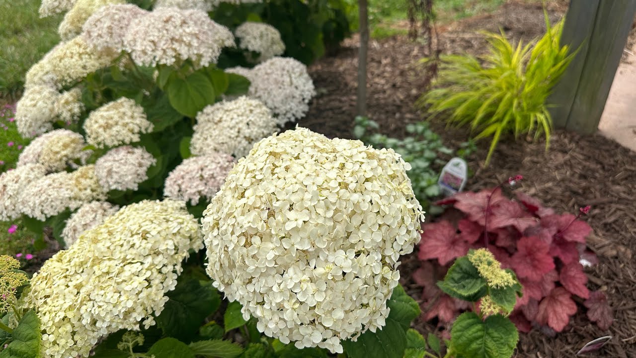 Invincibelle Wee White hydrangeas. Beautiful “cloud-like” blooms - YouTube
