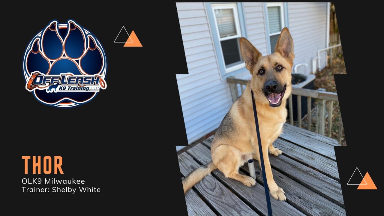 1 Y/O German Shepherd "Thor" | Crazy to Calm | Insane Transformation ...