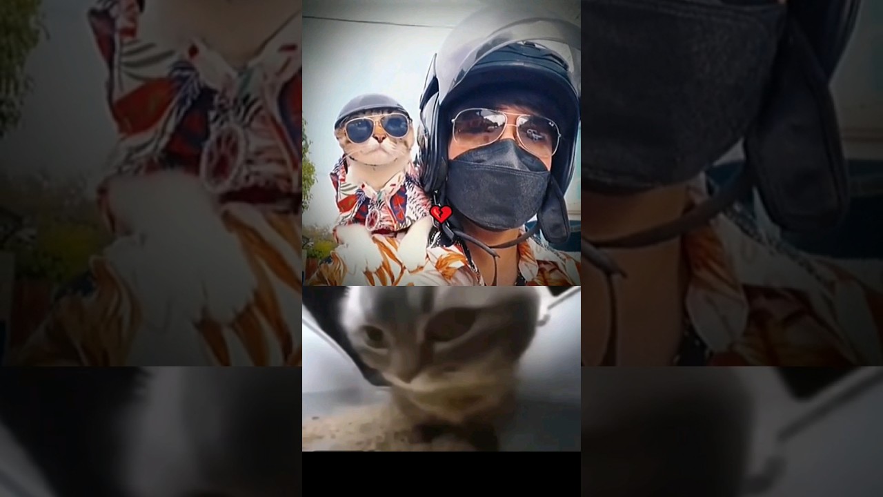 Chippy chippy choppa choppa. #cat #cats #explore #music#cat #cats # ...