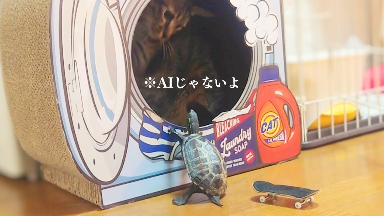 世界最速の亀、推し猫を追いかけ回す【The world's fastest turtle chases his favorite cat ...
