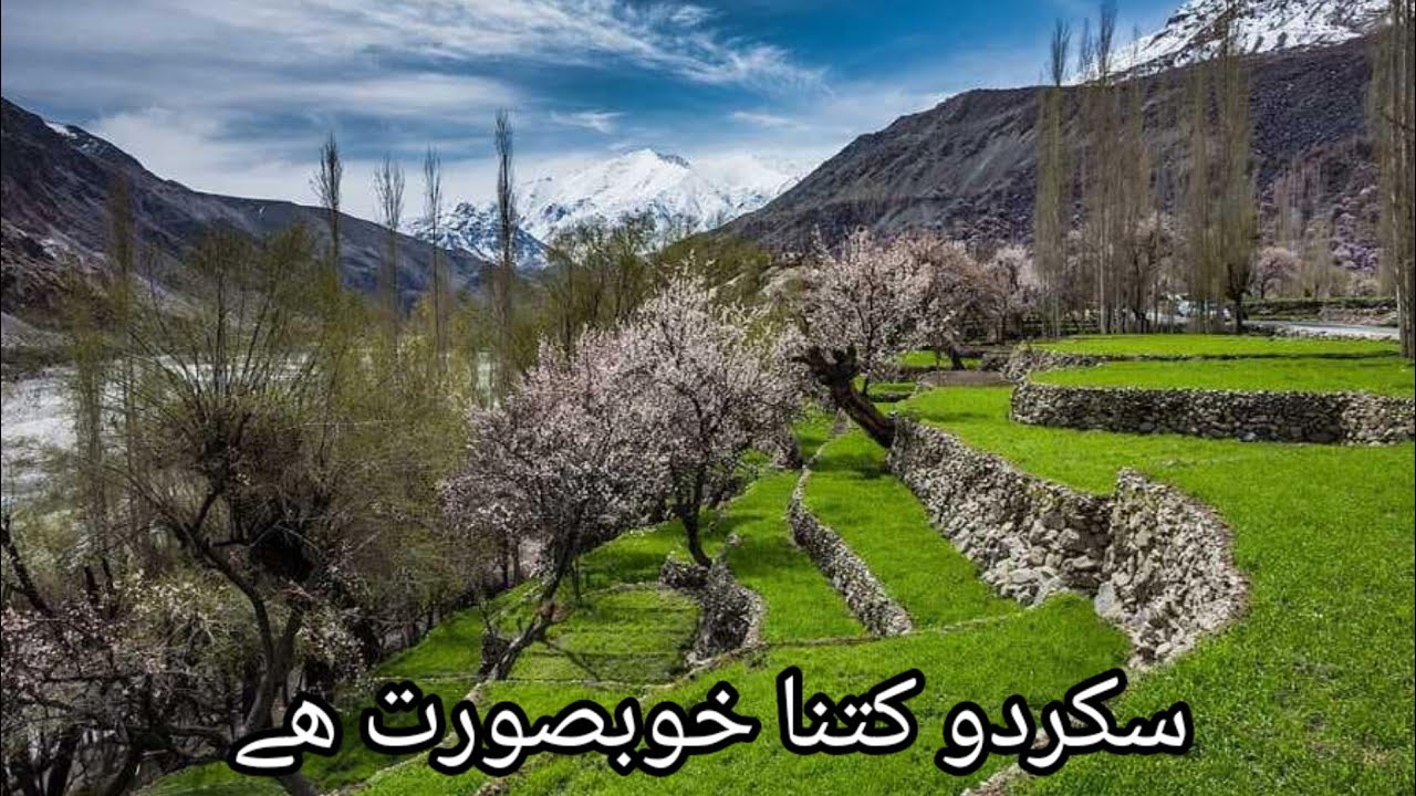 Cherry Blossom In Skardu|Spring 2023|Tour Skardu#food #tourist - YouTube