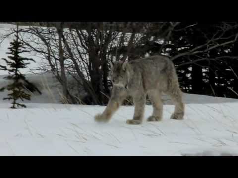 Canada Lynx In The Wild