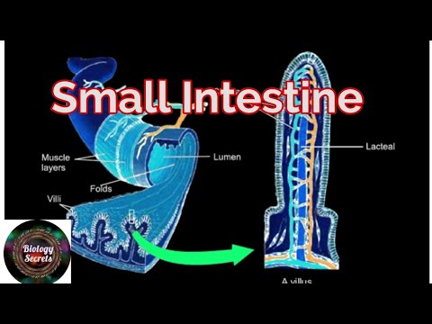 Human alimentary canal | Small Intestine | part 4| biology - YouTube