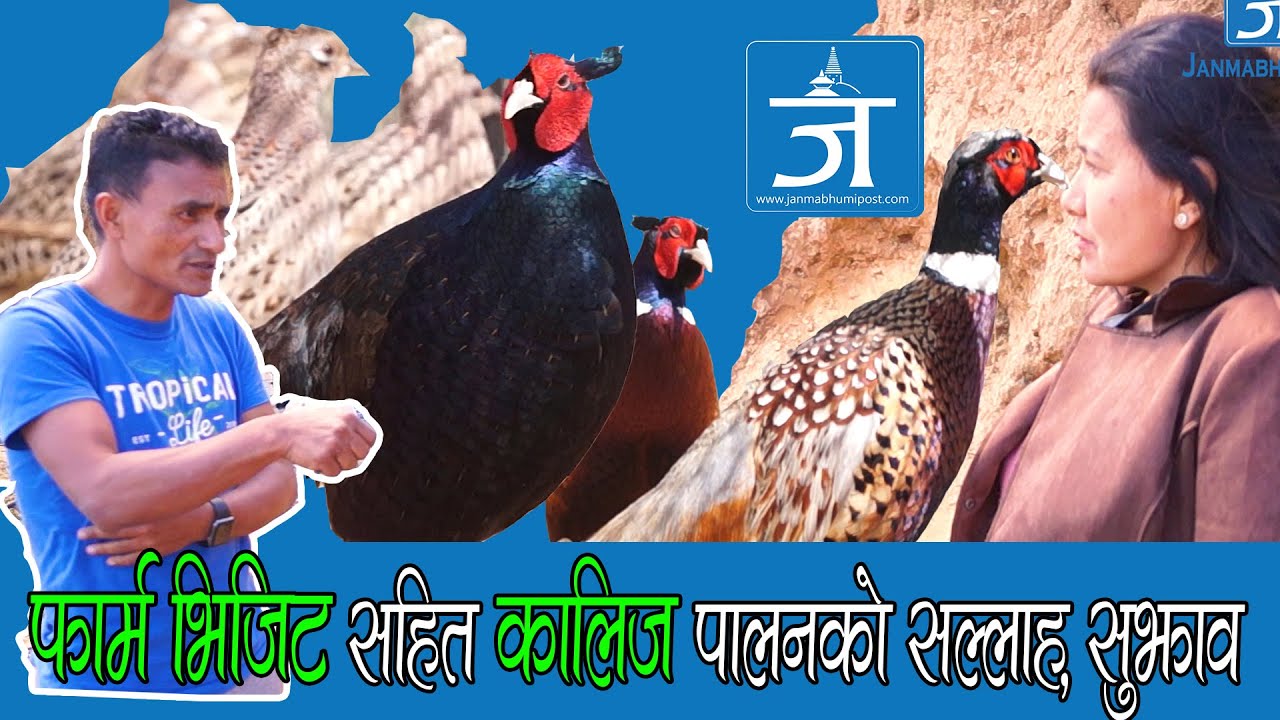कालिज फार्म मै गएर सल्लाह, सुझाव लिनुहोस् । KALIJ FARMING IN NEPAL ...