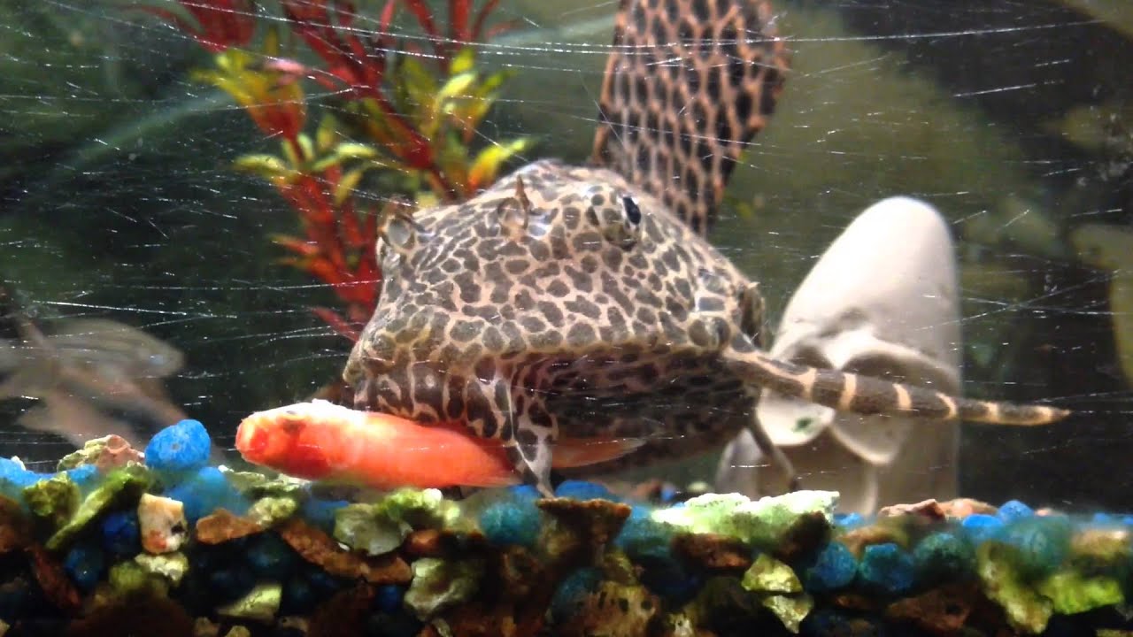 Cannibal Fish - YouTube