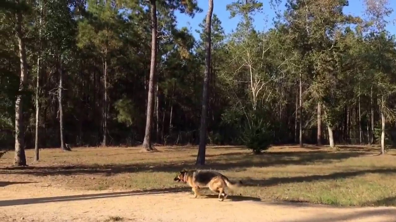 Pundt Park Spring, Texas - YouTube