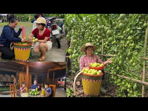harvesting passion fruit to sell at the market and buy food for the children