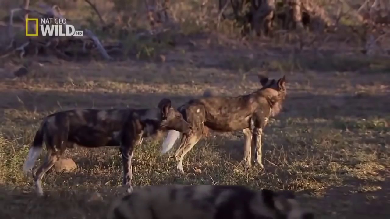 [Nat Geo Wild] Predators - Wild Dogs HD (Nature Documentary) - YouTube