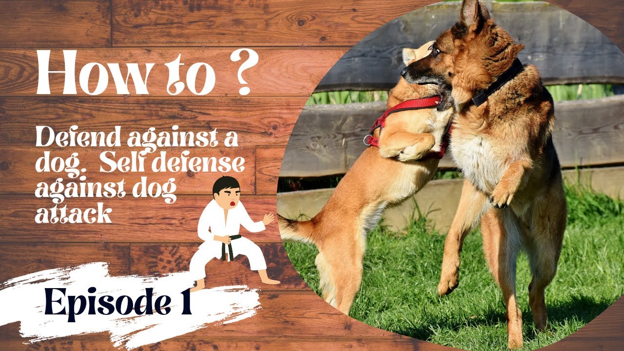 How to defend against a dog Self defense against dog attack - Part 1 ...