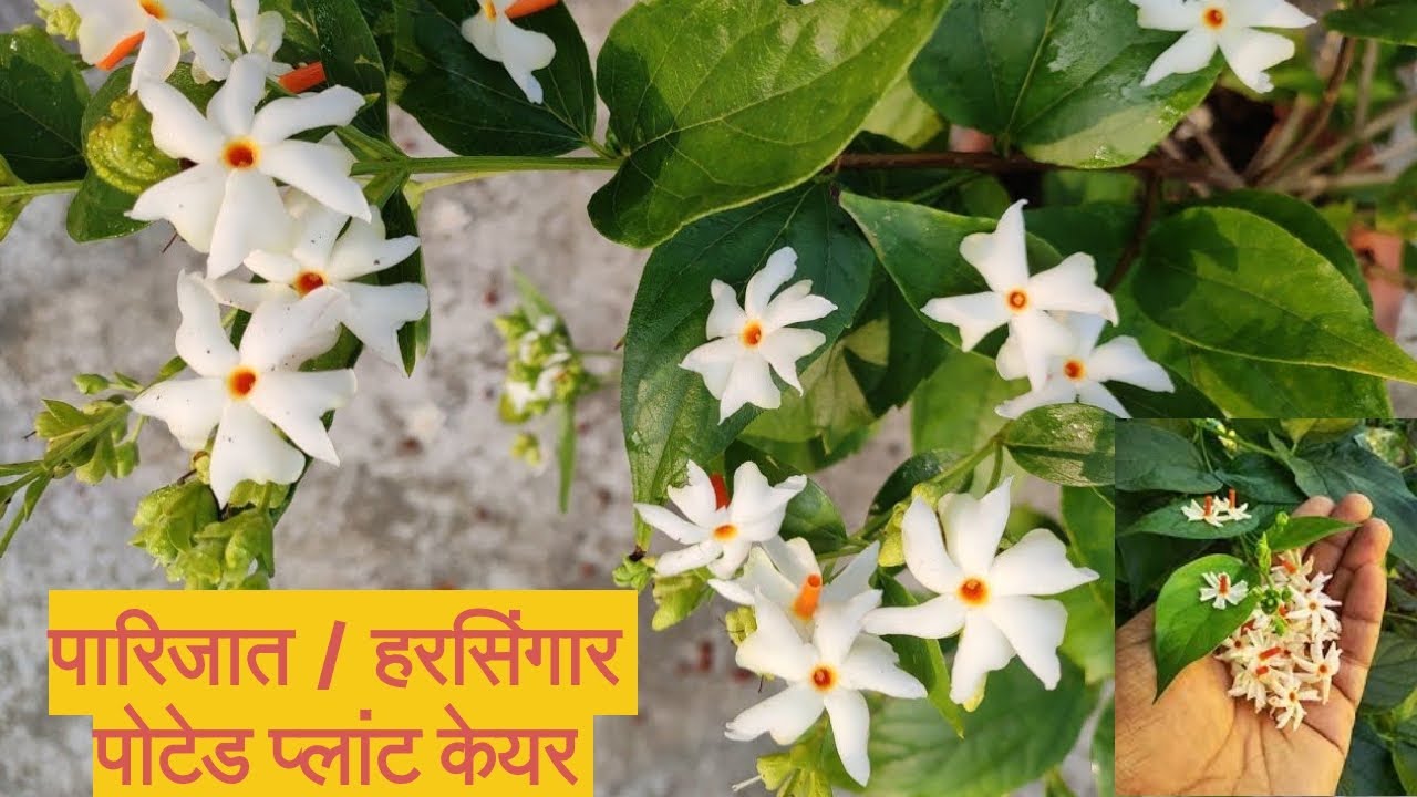 Harsingar/ Parijat /Seuli Potted Plant : Pest Control and Care - YouTube