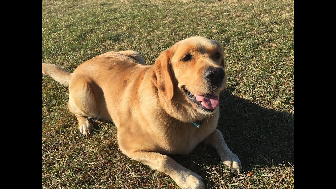 Therapy Dogs in the Classroom - YouTube