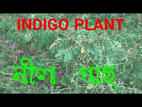 INDIGO PLANT (NEEL TREE)AT CHOWBERIA DINABANDHU VIDYALAYA (H.S.) - YouTube