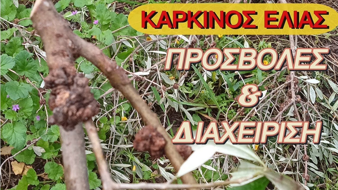 💉😬ΚΑΡΚΙΝΟΣ ΕΛΙΑΣ-ΜΕΓΕΘΗ ΠΡΟΣΒΟΛΗΣ-ΔΙΑΧΕΙΡΙΣΗ🫒 - YouTube