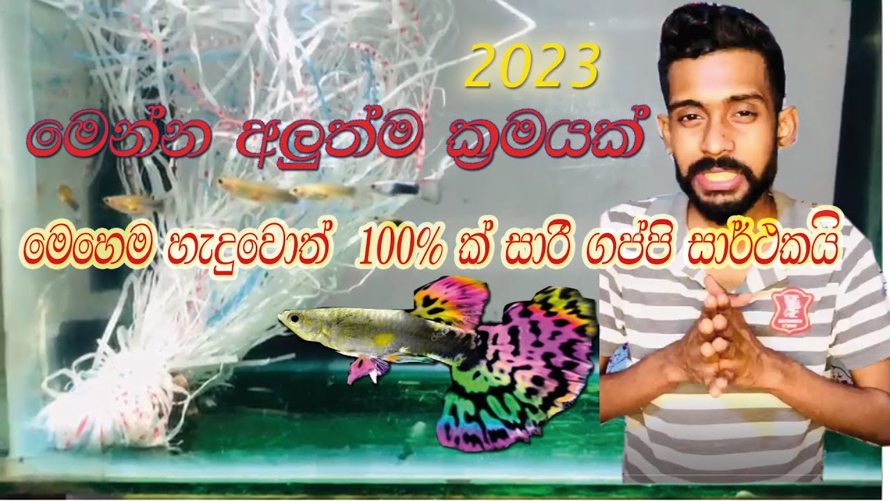 how to improve sari gappi at home| 2023 easily Breeding| new Technique ...