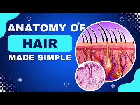 Hair anatomy | hair follicle | hair shaft | everything about hair - YouTube
