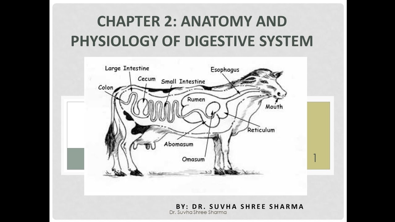 Chapter 2: Anatomy and Physiology of Digestive System of farm animals # ...