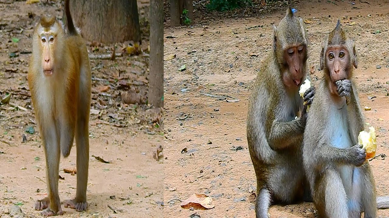 food that Jazzy and Jonna found along the road when someone doesn't eat ...