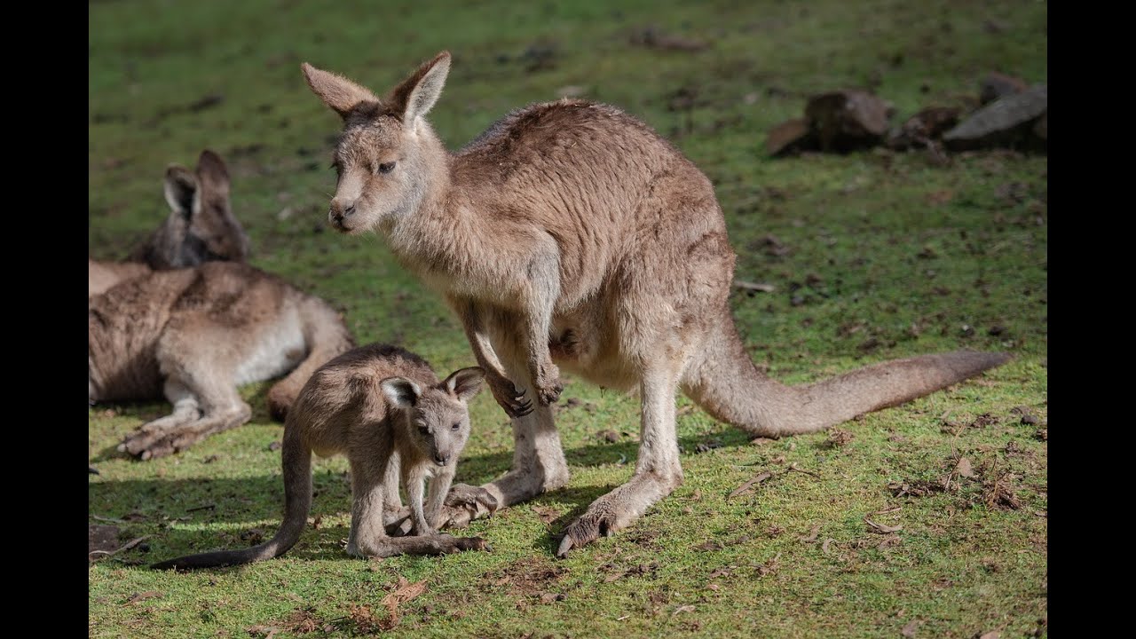 Kangaroo Rap Video - YouTube
