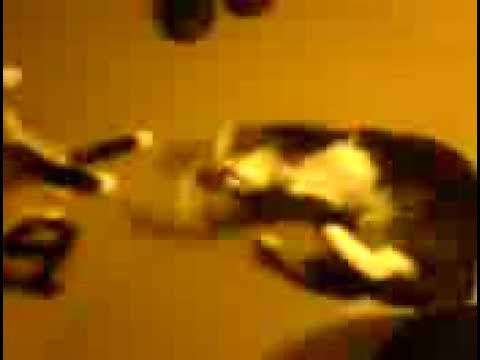 Peanut and catnip - YouTube