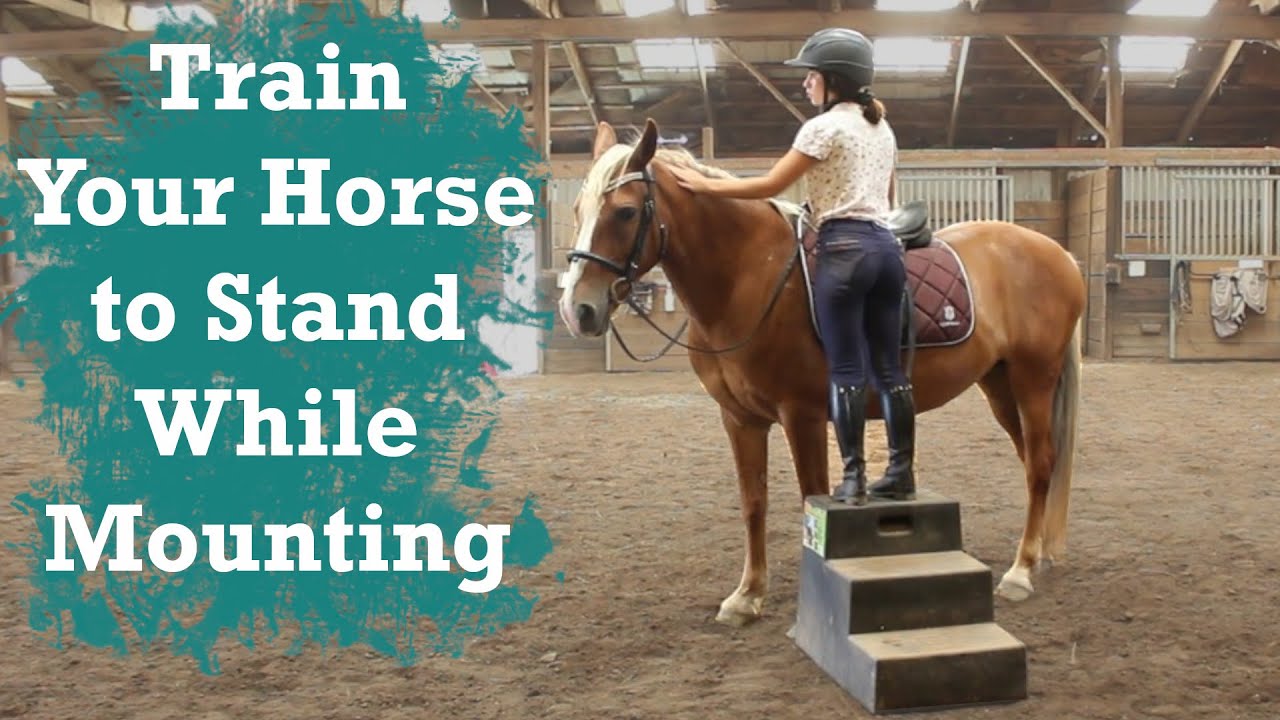 How to Teach Your Horse to Stand While Mounting - YouTube