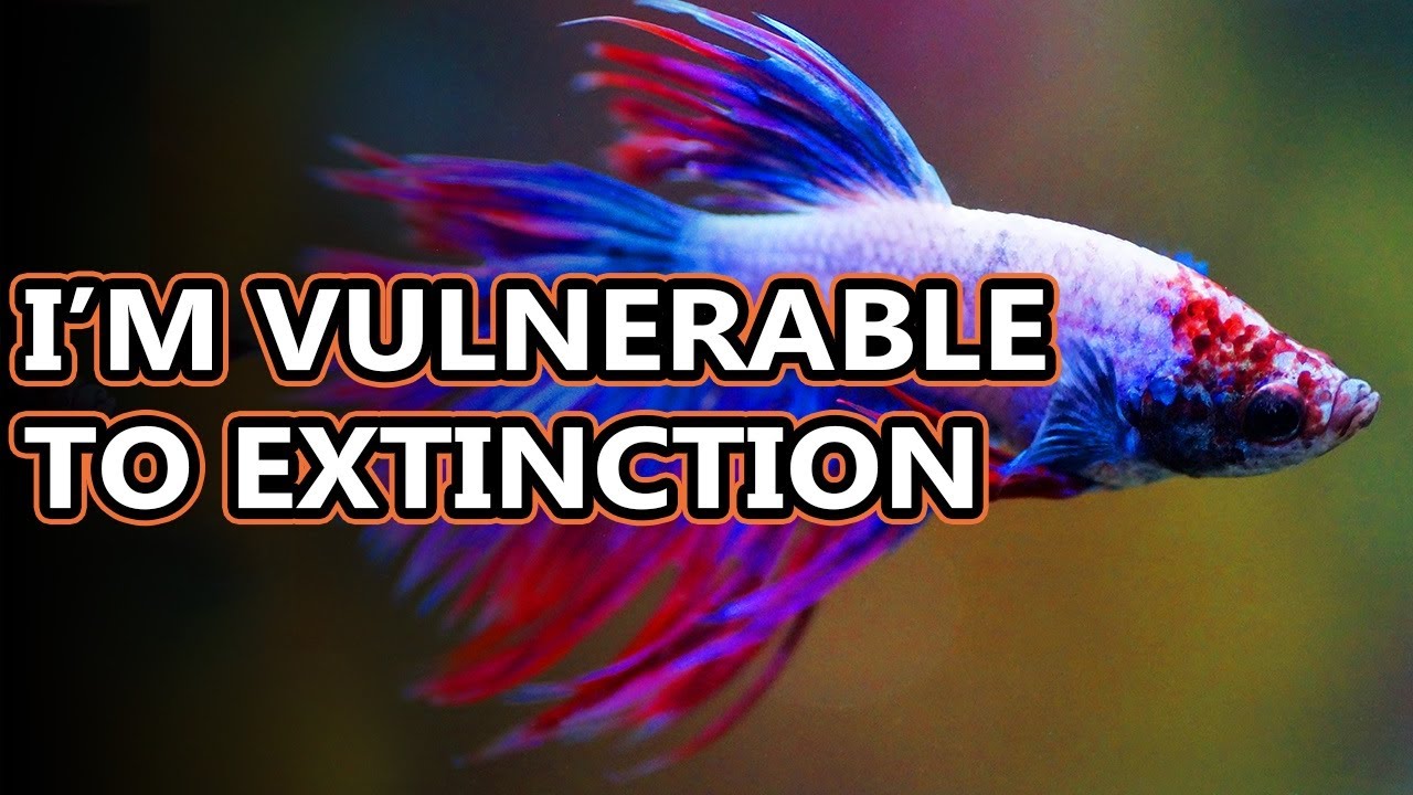 Betta Fish facts: the warrior fish | Animal Fact Files - YouTube