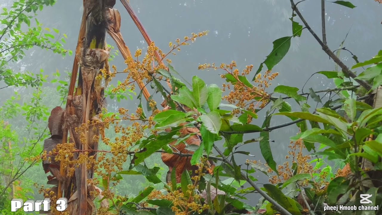 Nom pus ua caub fab nkaum roob 3 leej 1976-78. PART 3. April. 04. 2025 ...