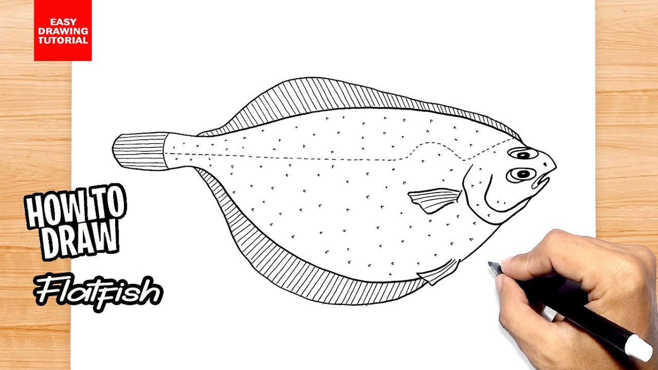How to draw Flatfish - YouTube