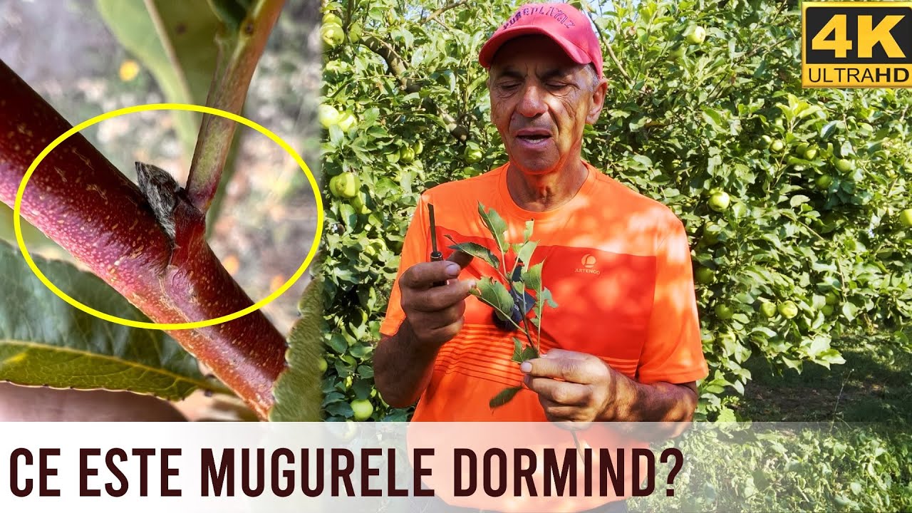 Cum arata mugurele dormind gata pentru altoire? - YouTube