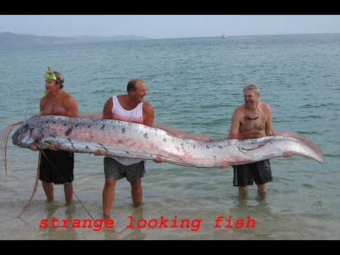strange looking fish - YouTube