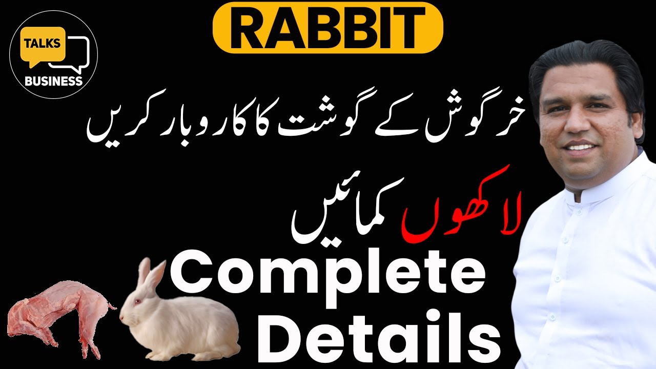 Rabbit Meat Business in Pakistan - A Profitable Marketing Strategy ...