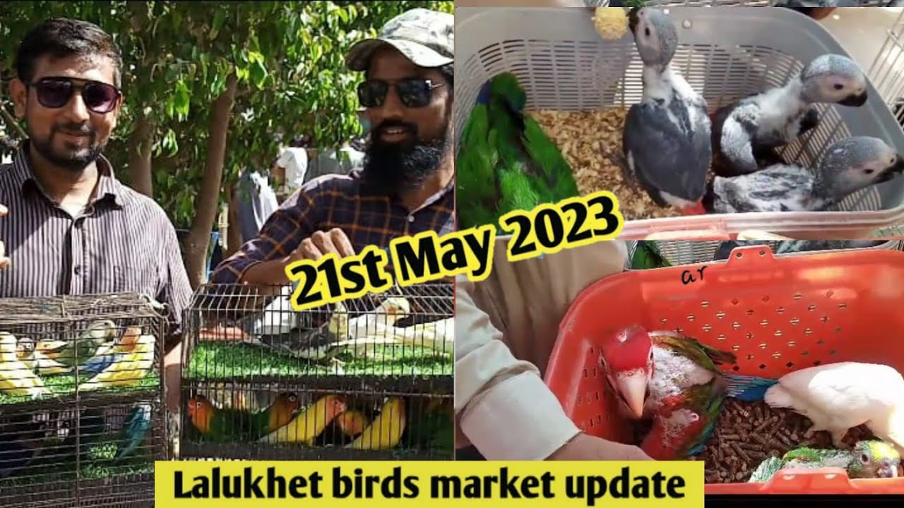 Sunday lalukhet birds market rates update/lalukhet birds Bazar - YouTube