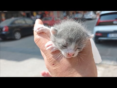 Evimdeki Anne Kedim Bu Yavru Kediyi Mutlaka Evlatlık Almalı.