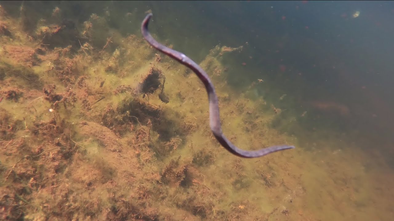 Bloodsucking Leech Swimming in Canadian Lake (4K POV) - YouTube