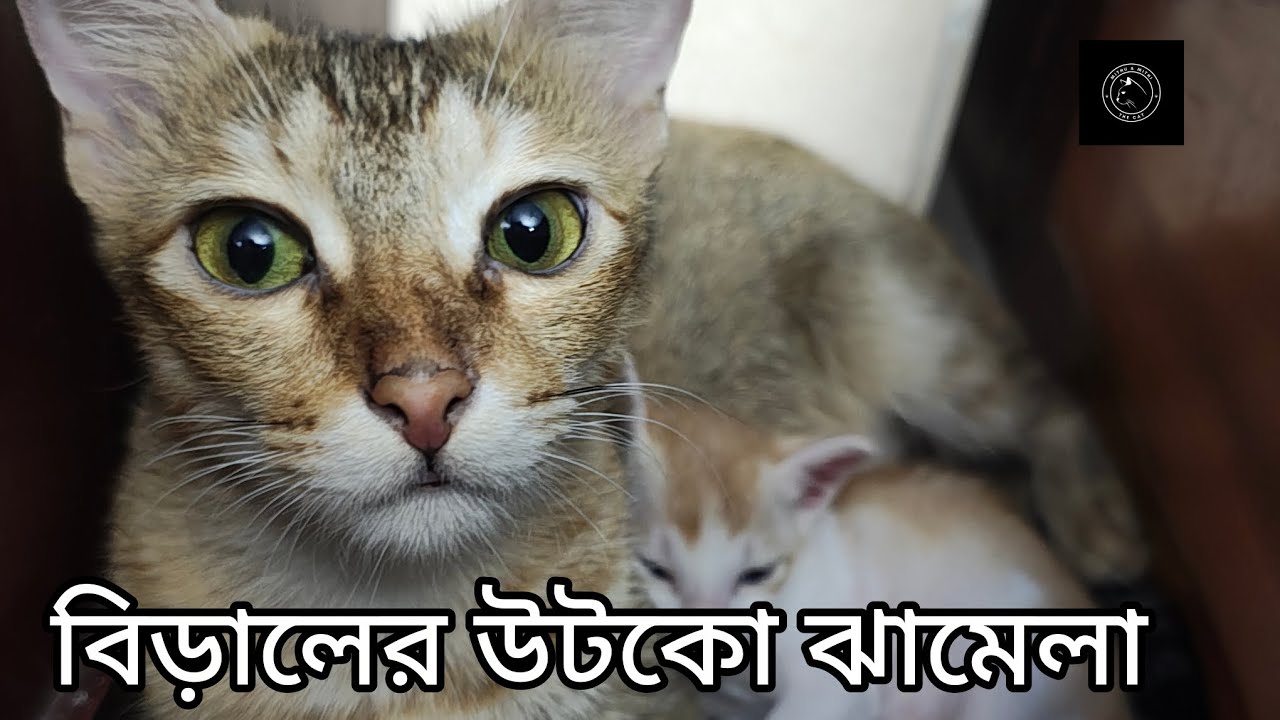 বিড়ালের উটকো ঝামেলা। New Cat Video 2025। Mithu & Mithi The Cat। - YouTube