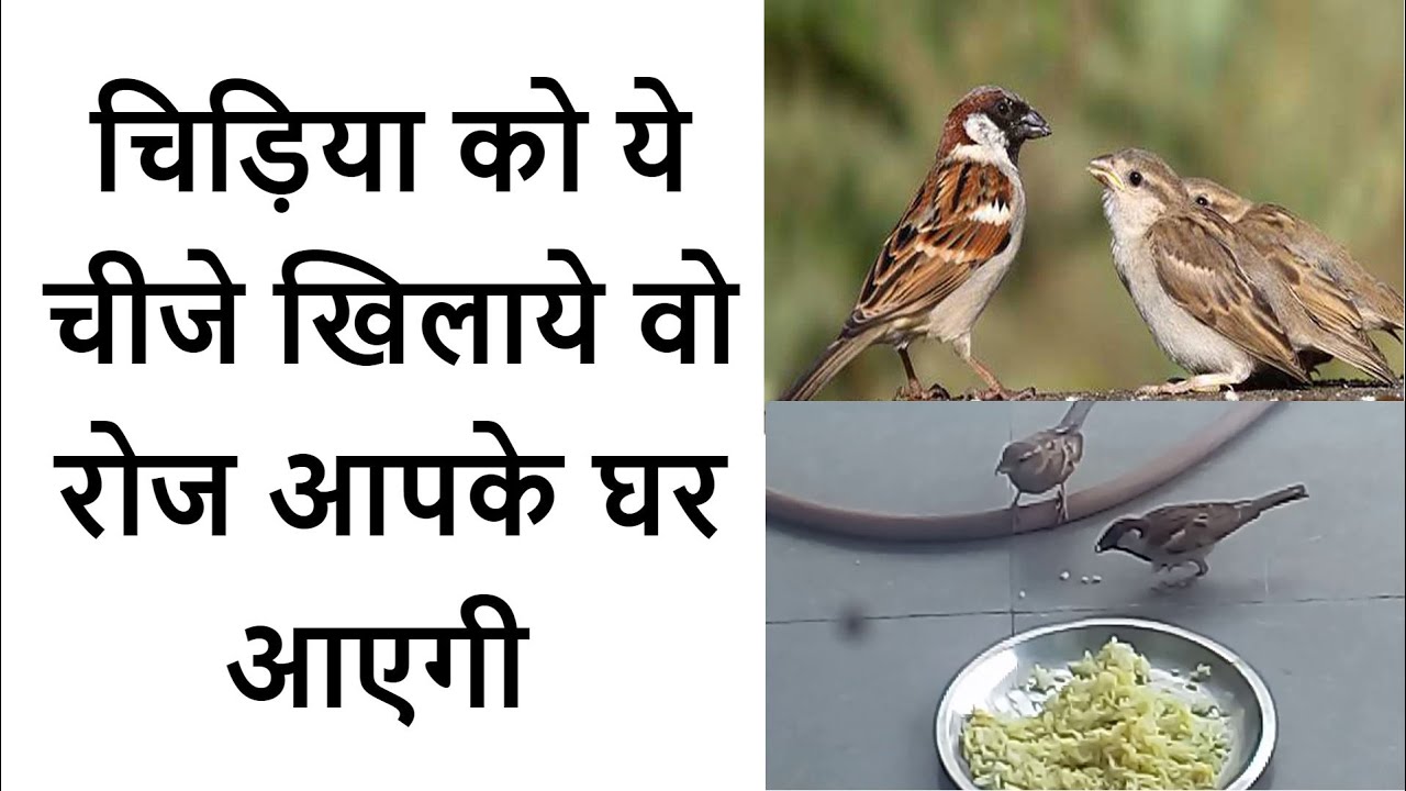 चिड़िया को ये चीजे खिलाये वो रोज आपके घर आएगी ! chidiya ka khana ...
