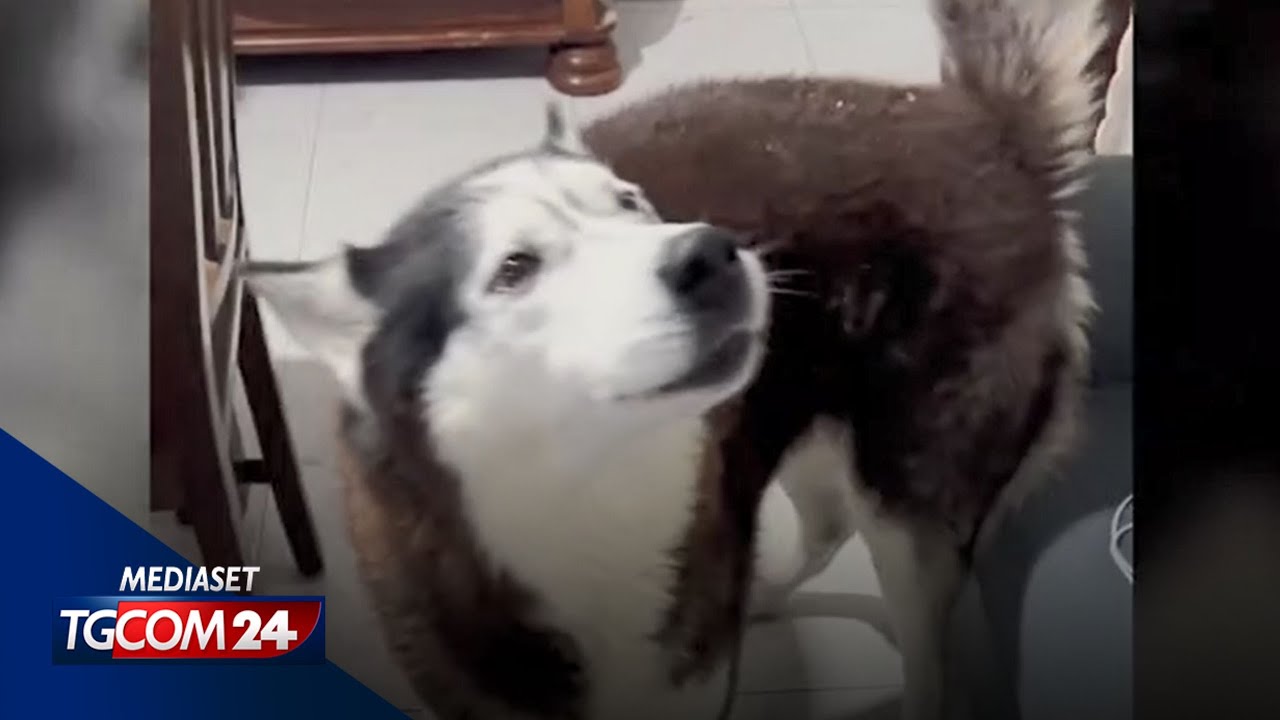 "Ma che vuo": Aaron, il cane che "parla" napoletano - YouTube