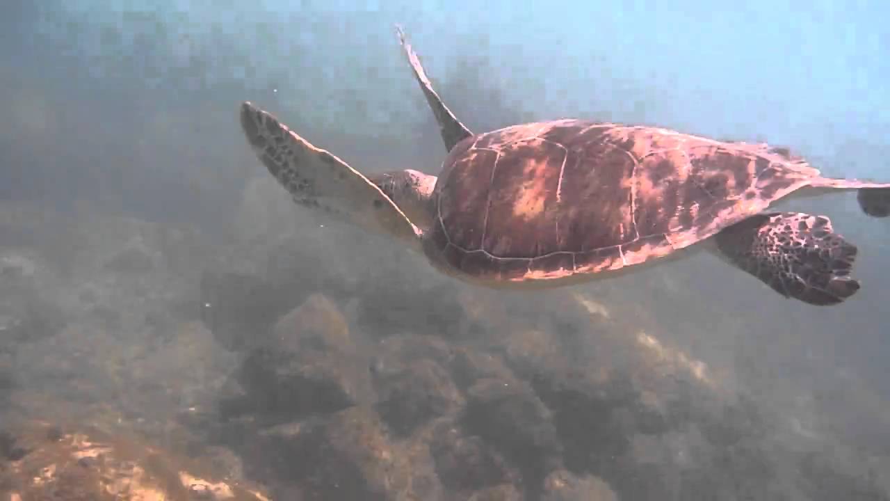 Another turtle movie - YouTube