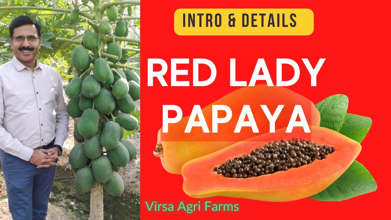 Red Lady Papaya | How to care papaya plants - YouTube