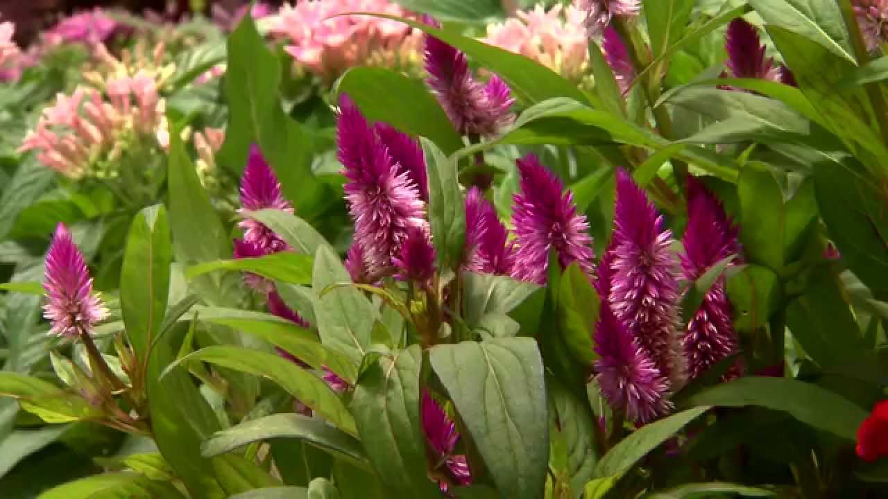 Celosia offers color and variety for summer gardens - YouTube