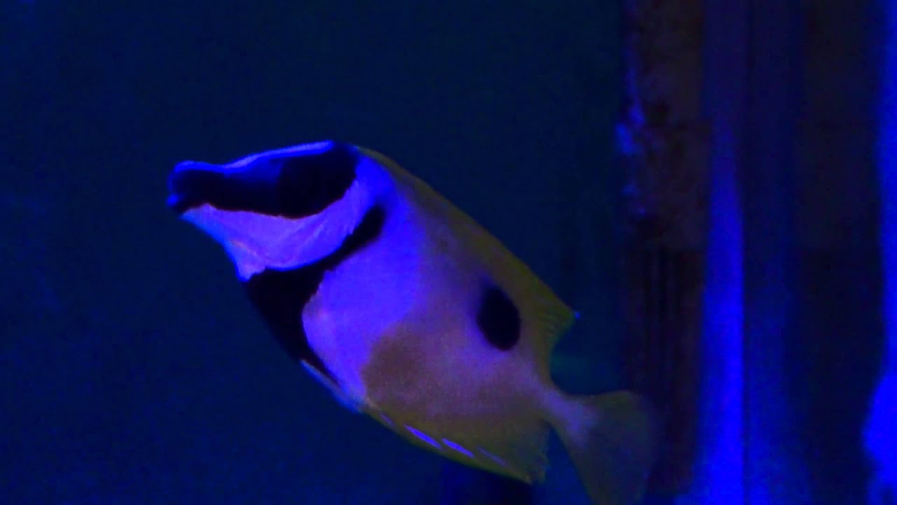 One spot fox face (rabbit fish) - YouTube
