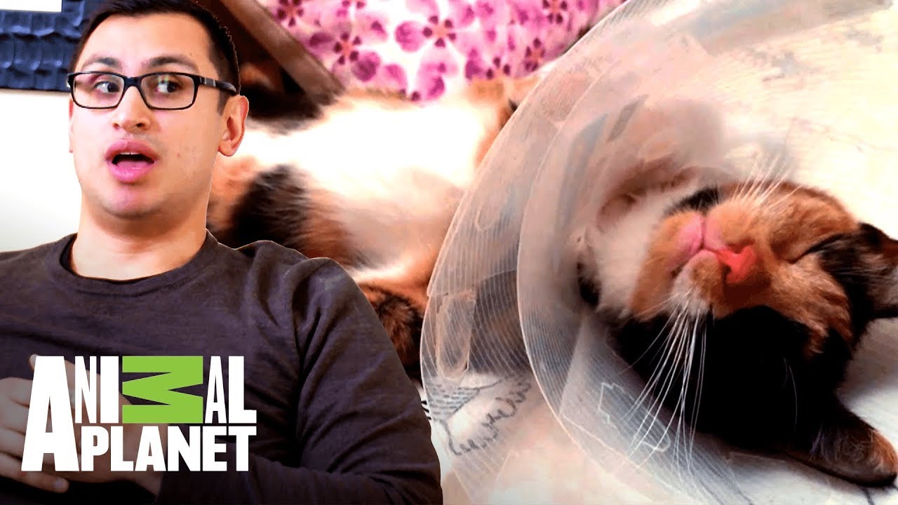 ¡Estos gatos se quieren matar! | Mi gato endemoniado | Animal Planet ...